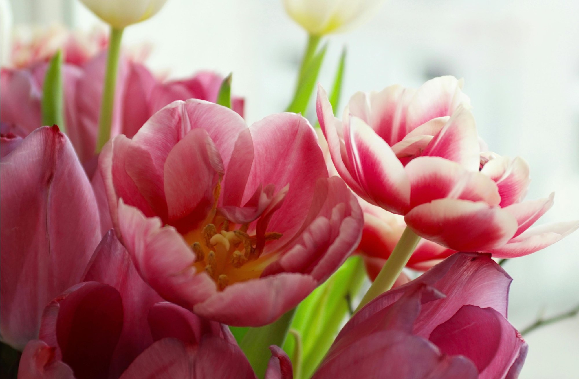 TOP 5 tavaszi parfüm nőknek 💯| További információ a Nanita.hu oldalon